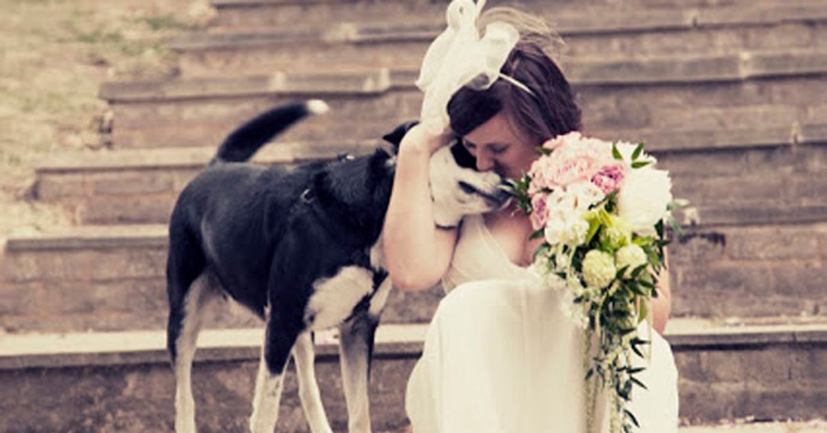 10 Reasons Your Dog Needs To Be In Your Wedding Party - Weddingbells
